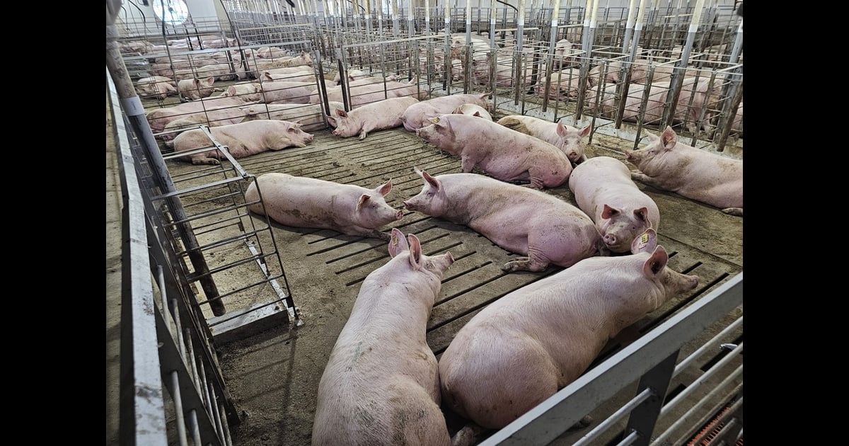 Sow gestation crates belong in the past