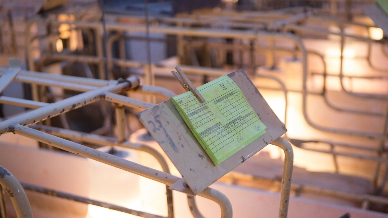 Science-driven approaches to enhancing sow livability