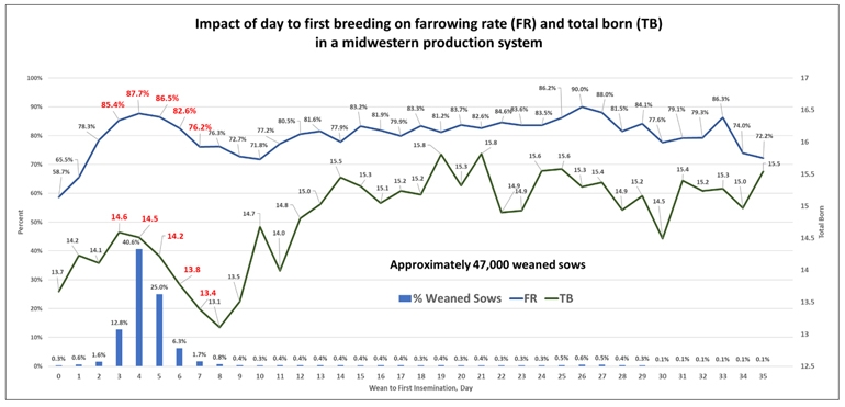 A focus on sow productivity: Part 1 of 3