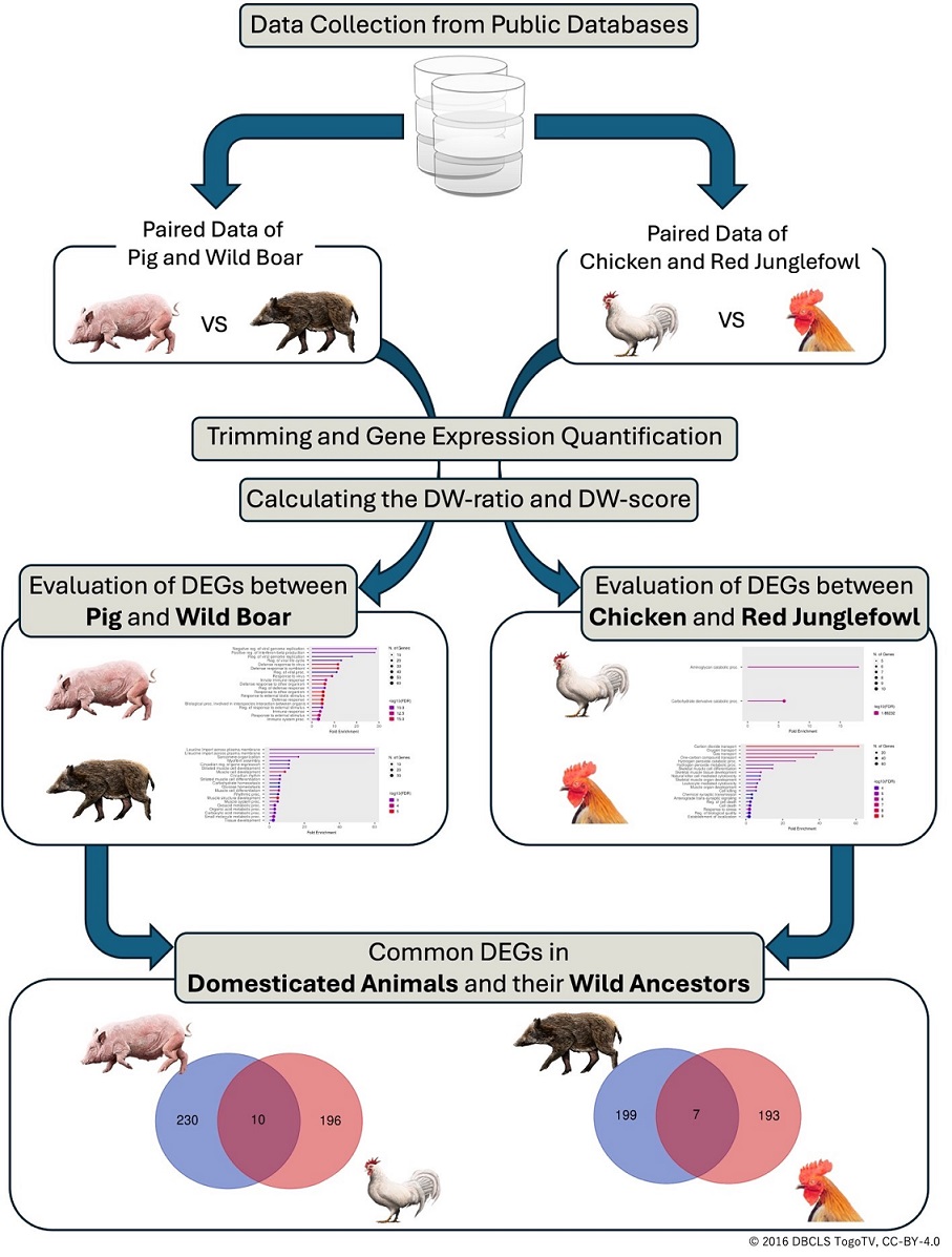 Researchers identify genetic signatures of domestication in pigs, chickens