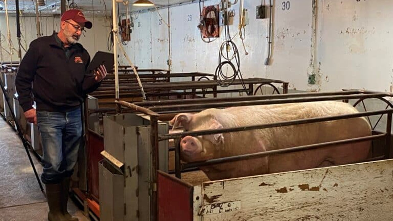 Hog Health recent news | National Hog Farmer