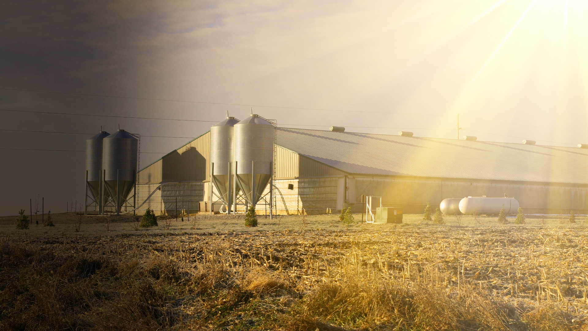 PRRS Cross-Protection