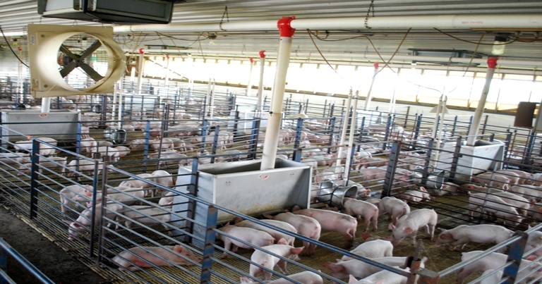 Hog producers weather hope and change to success
