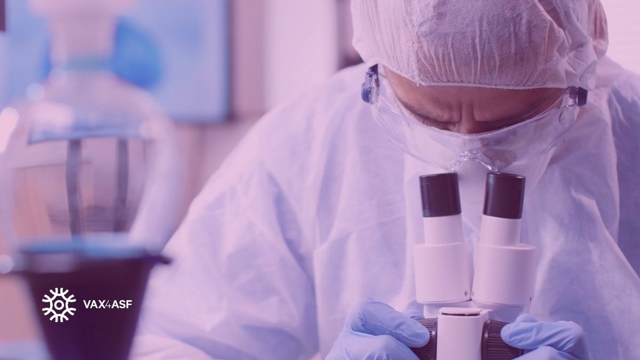 VAX4ASF advances as African swine fever reemerges in Europe