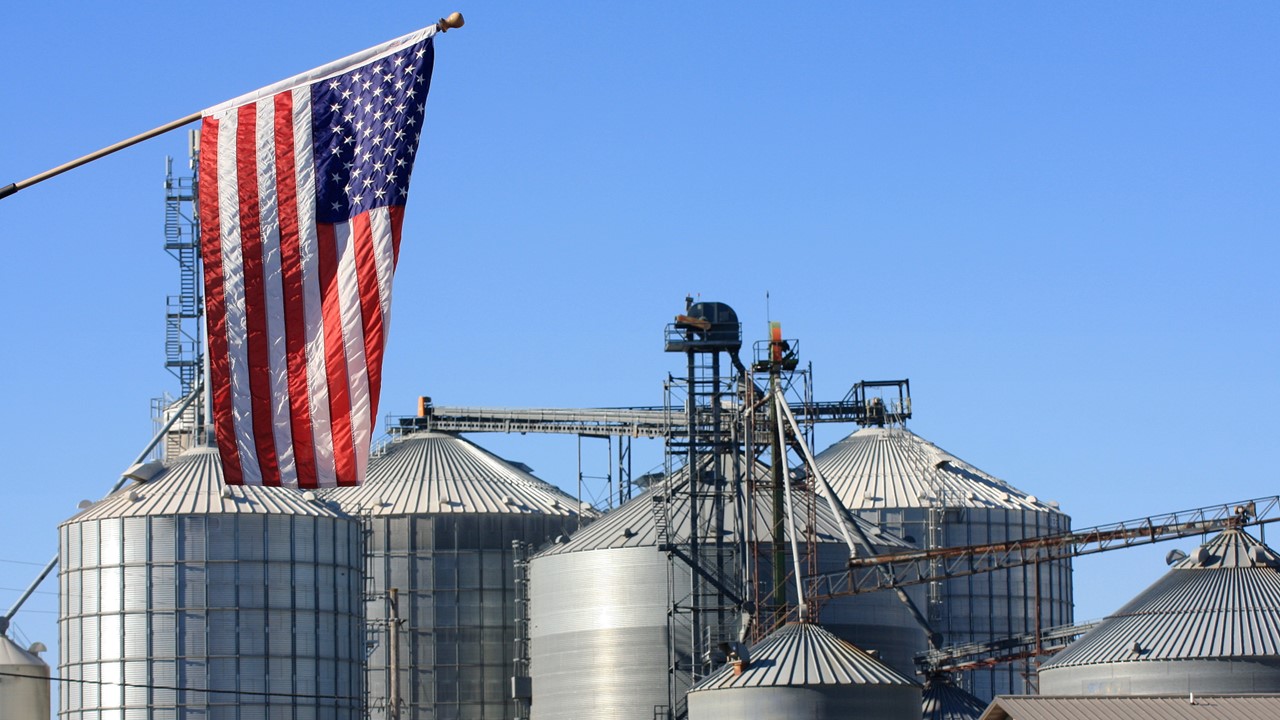 Management of the gilt for breeding and in first gestation for longevity