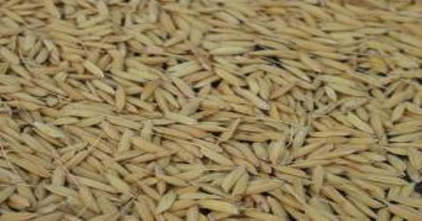 Study concludes added enzyme makes phosphorus in rice co-products more ...
