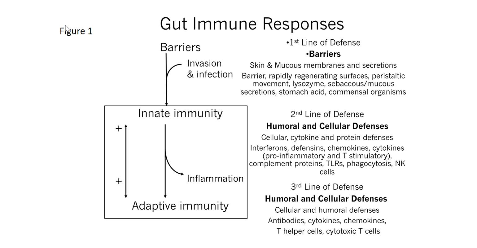 Swine gut health - a refresher
