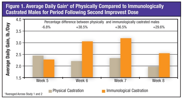 Improvest-Treated Male Pigs Grow Faster, More Efficiently
