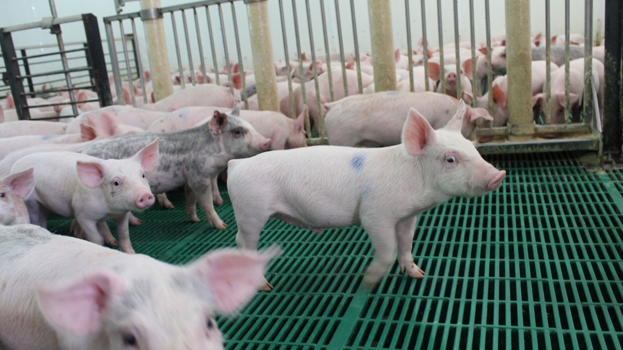 Hog Reproduction recent news | National Hog Farmer