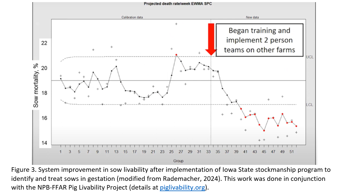 Science-driven approaches to enhancing sow livability