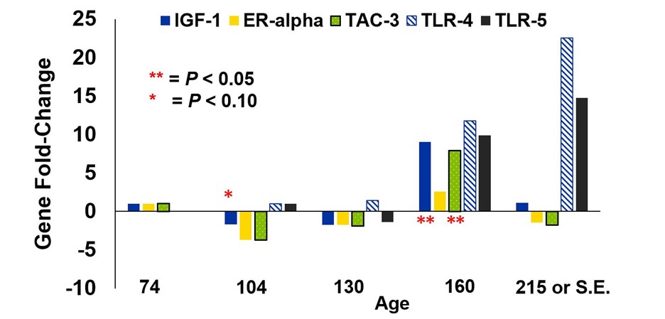 Can we find the key to early estrus in gilts?
