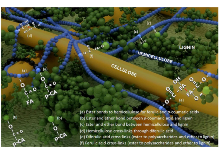 Reaching an understanding of fiber characteristics of corn DDGS