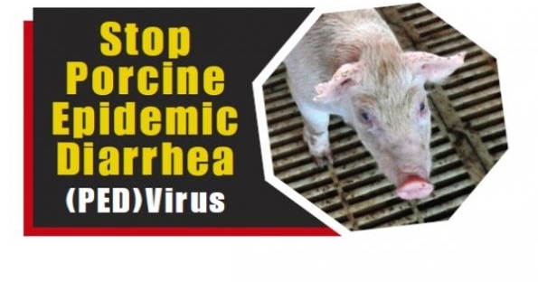 PEDV Outbreaks Temper Production Expansion