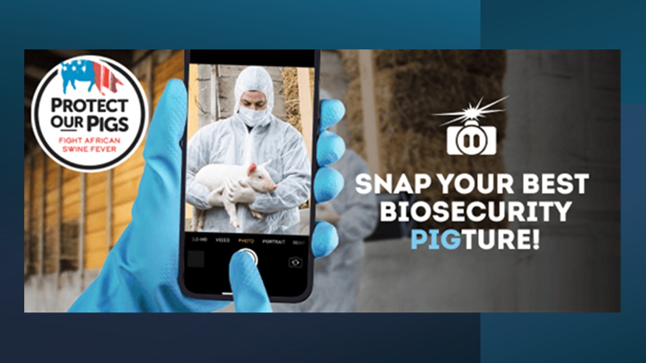 Showcase biosecurity: Enter 'I Protect Pigs' contest today