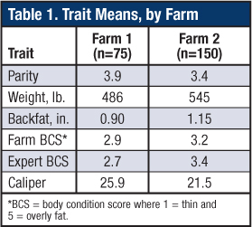 Sow Body Condition Caliper Guides Feeding