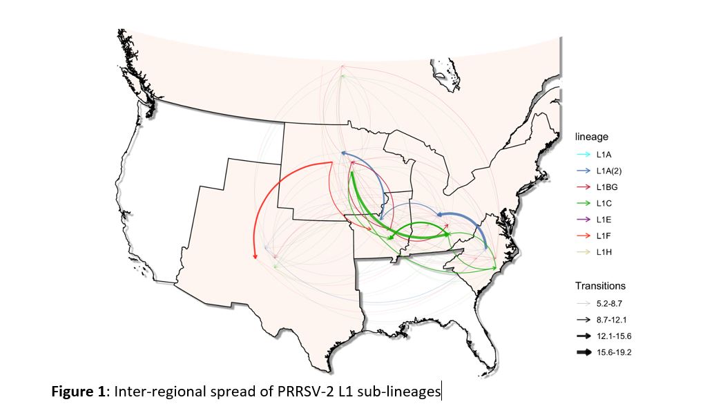 Mapping hotspots for spread of PRRSV-2 lineage 1 in the United States