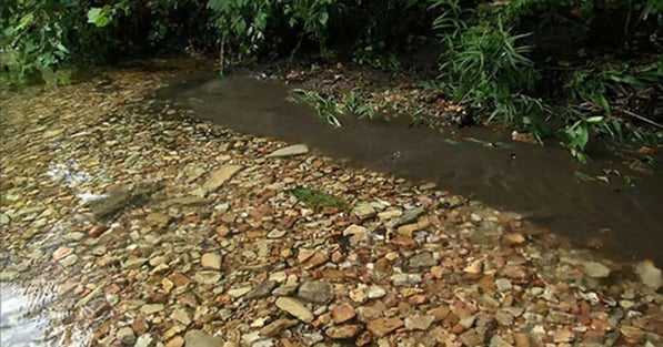 Damage by feral swine goes beyond local watering hole