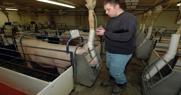 Dealing With the Human Side of PEDV