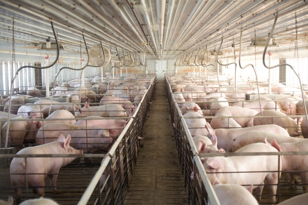 Influenza A virus in swine: what you need to know