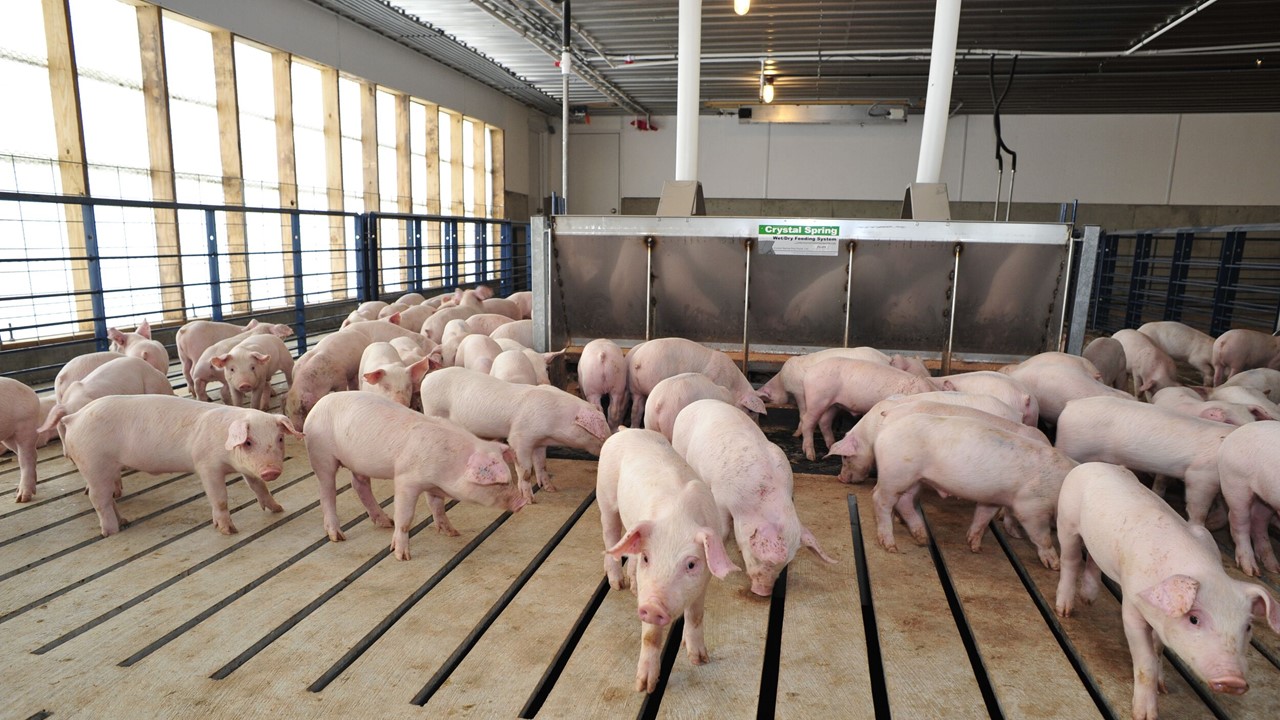 Hog Nutrition recent news | National Hog Farmer