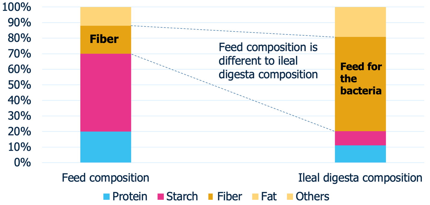 Part 2: Fiber Mode of Action in Sows & Benefits to Gestation & Piglets