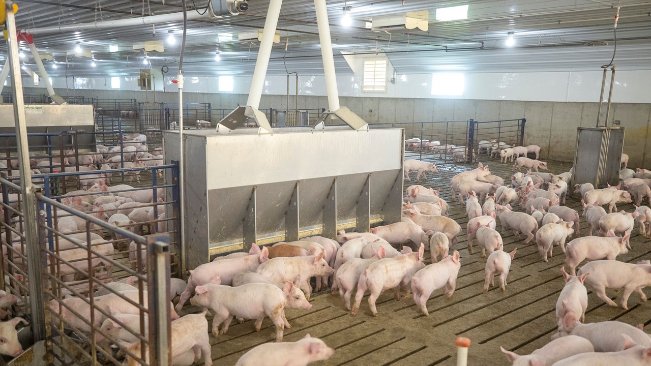 Number of pork packing plants up, total capacity not up much