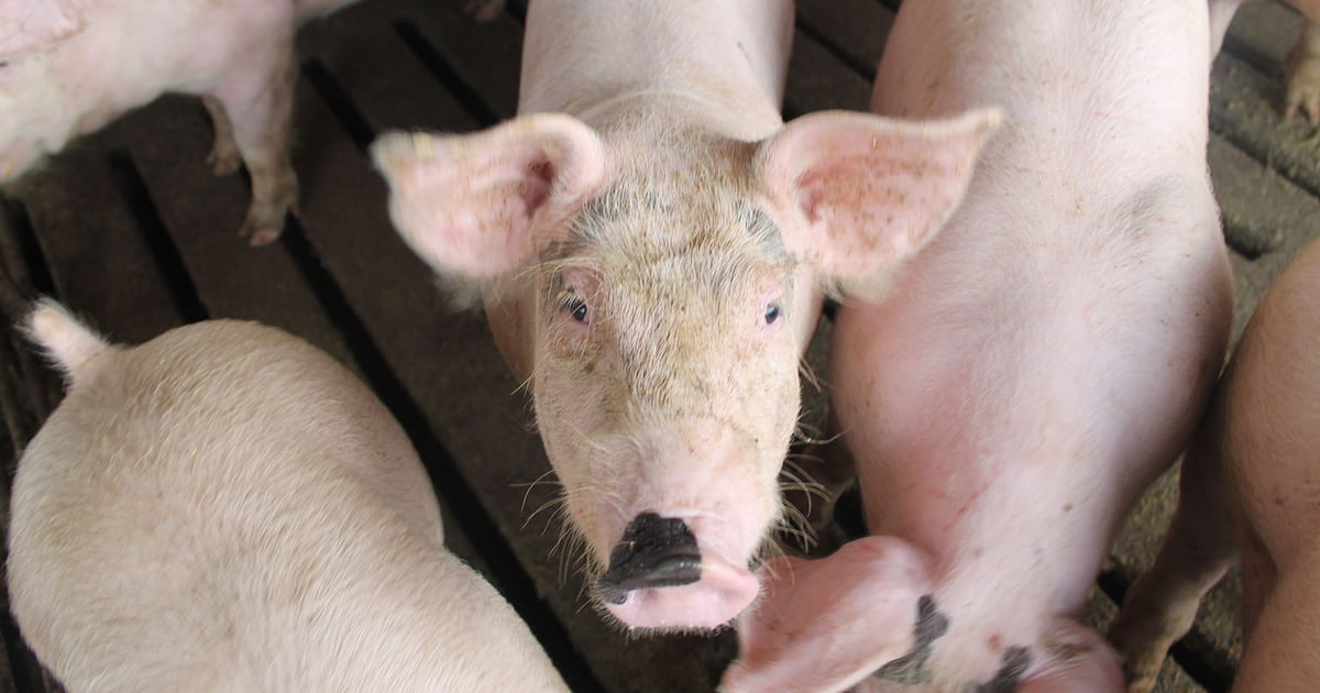 Factors driving high hog prices