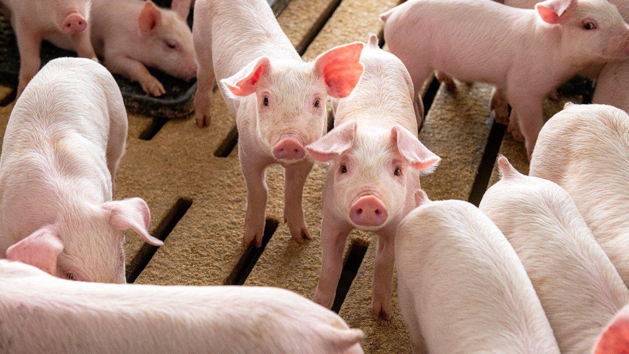 The mystery of the CME Lean Hog Index