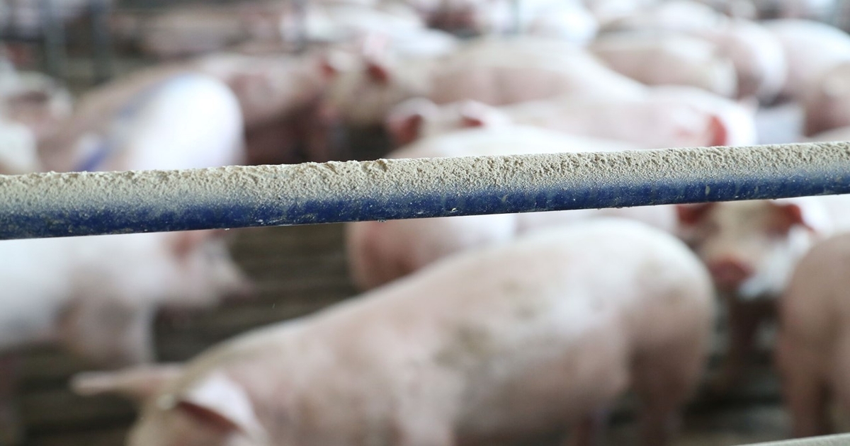 Study finds hog farm dust exposure can alter the gut microbiome
