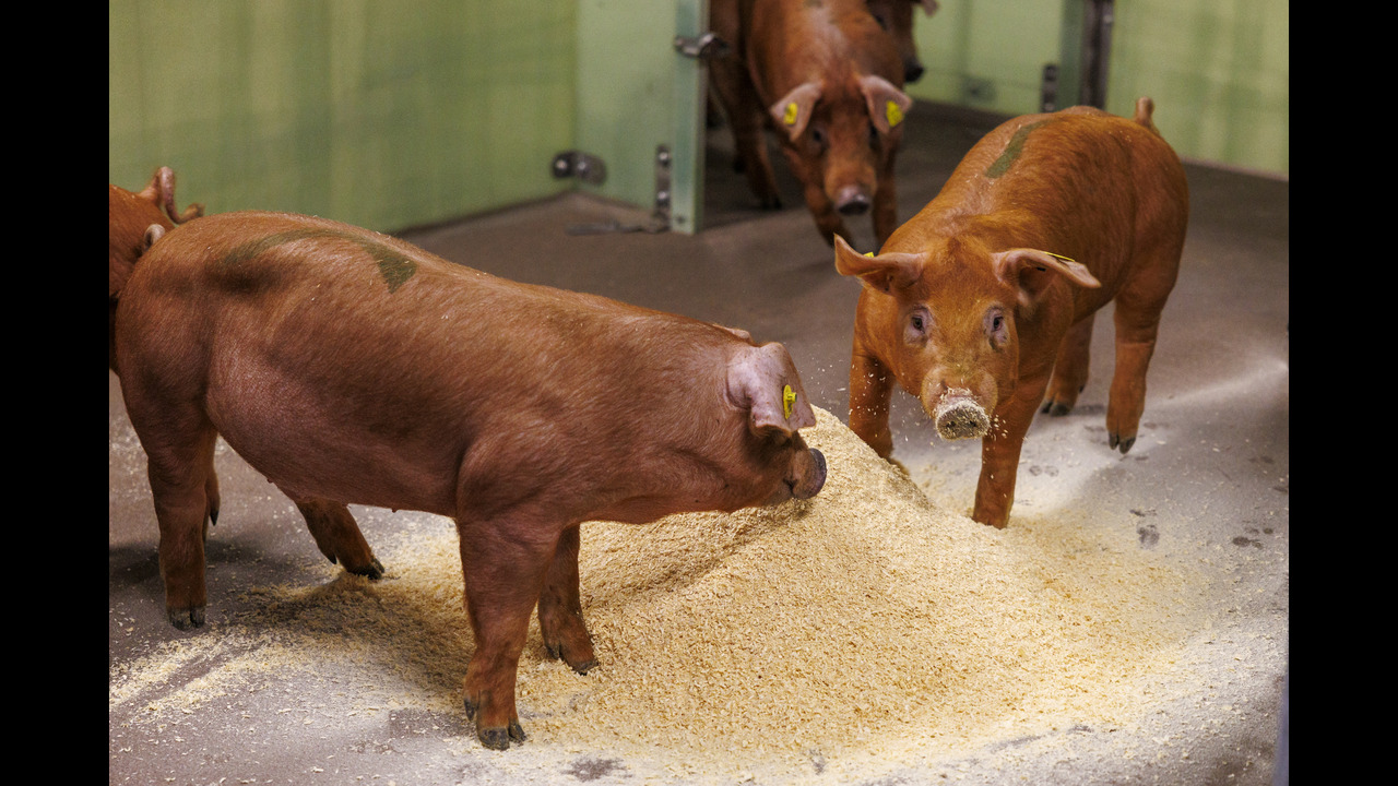 First pigs arrive at Delta Norway