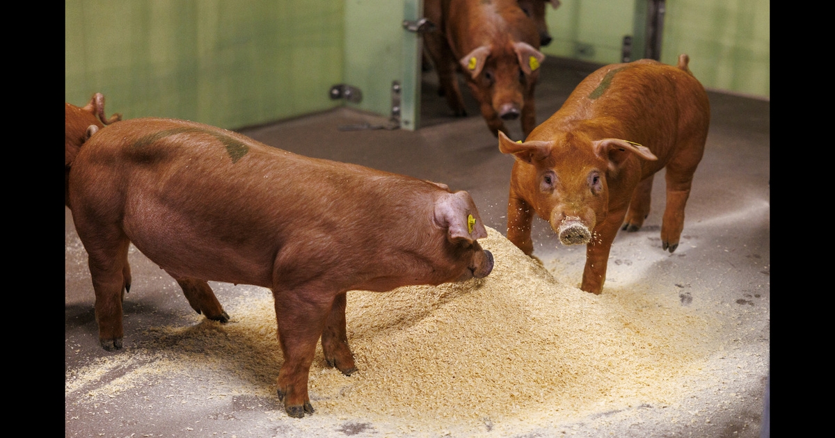 First pigs arrive at Delta Norway