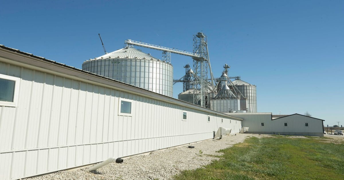 UMN CVM researchers awarded $800K grant to build PRRSV-2 platform