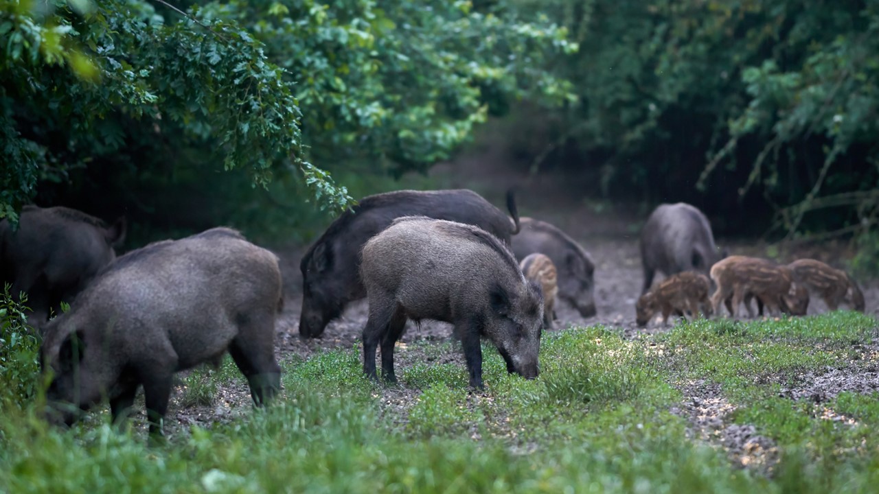 Hog Health recent news | National Hog Farmer