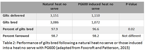 Management of the gilt for breeding and in first gestation for longevity