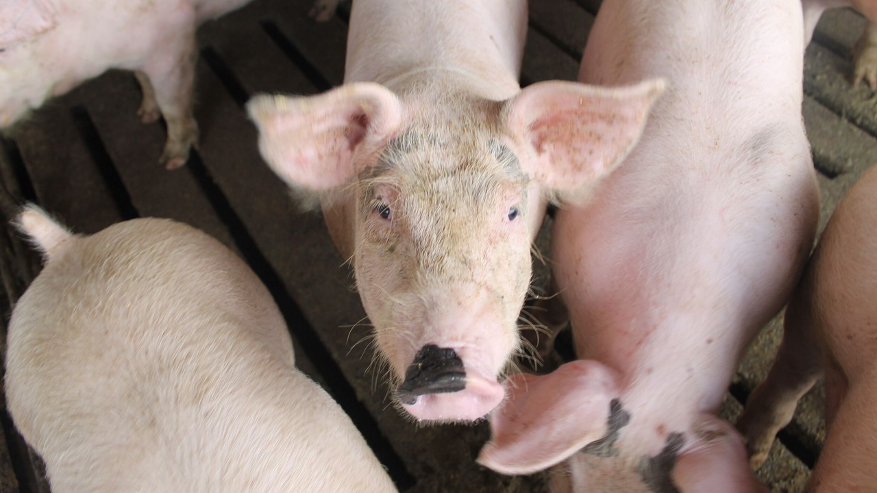 Hog Health recent news | National Hog Farmer