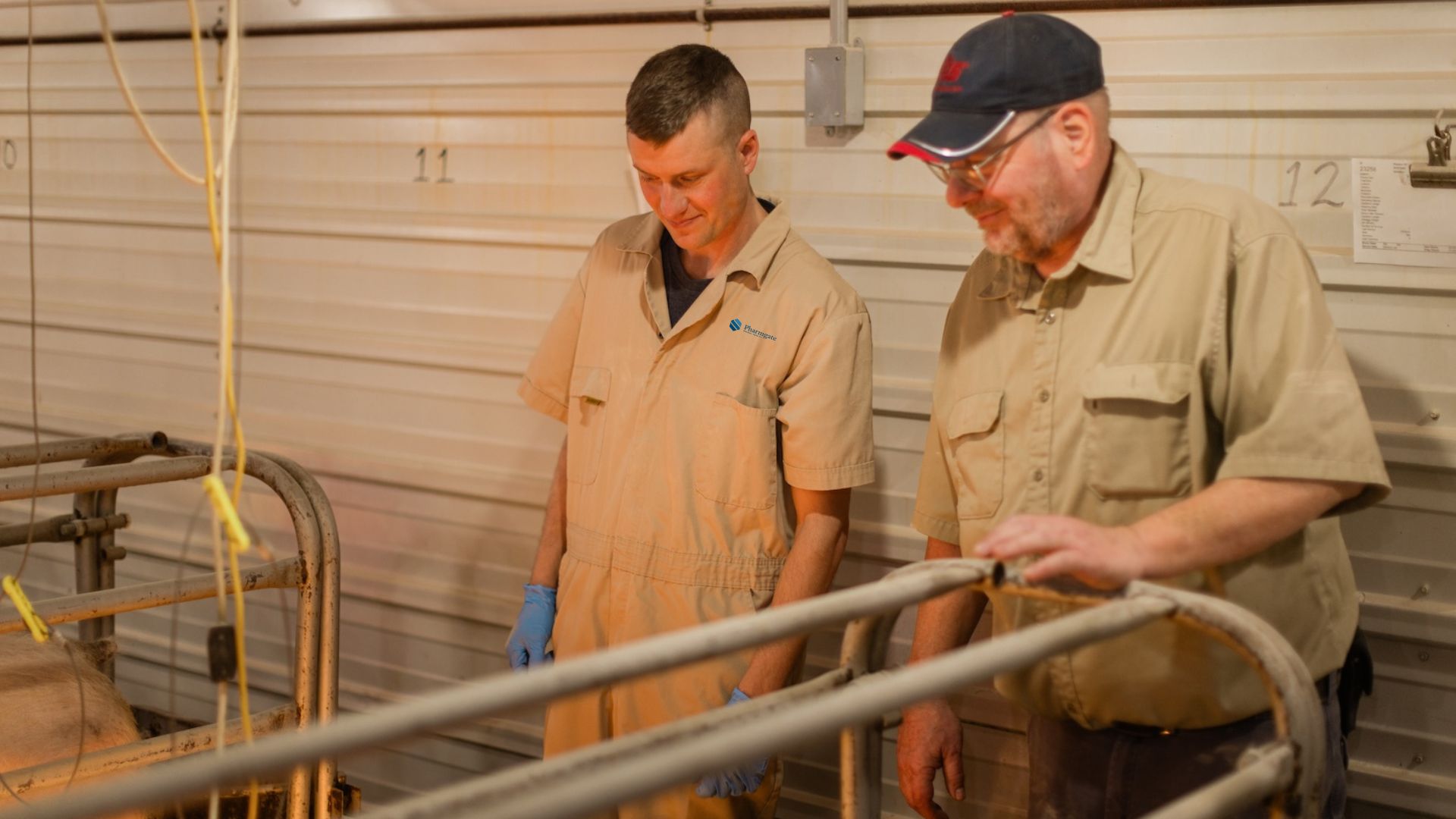 Tips to improve sow health, longevity