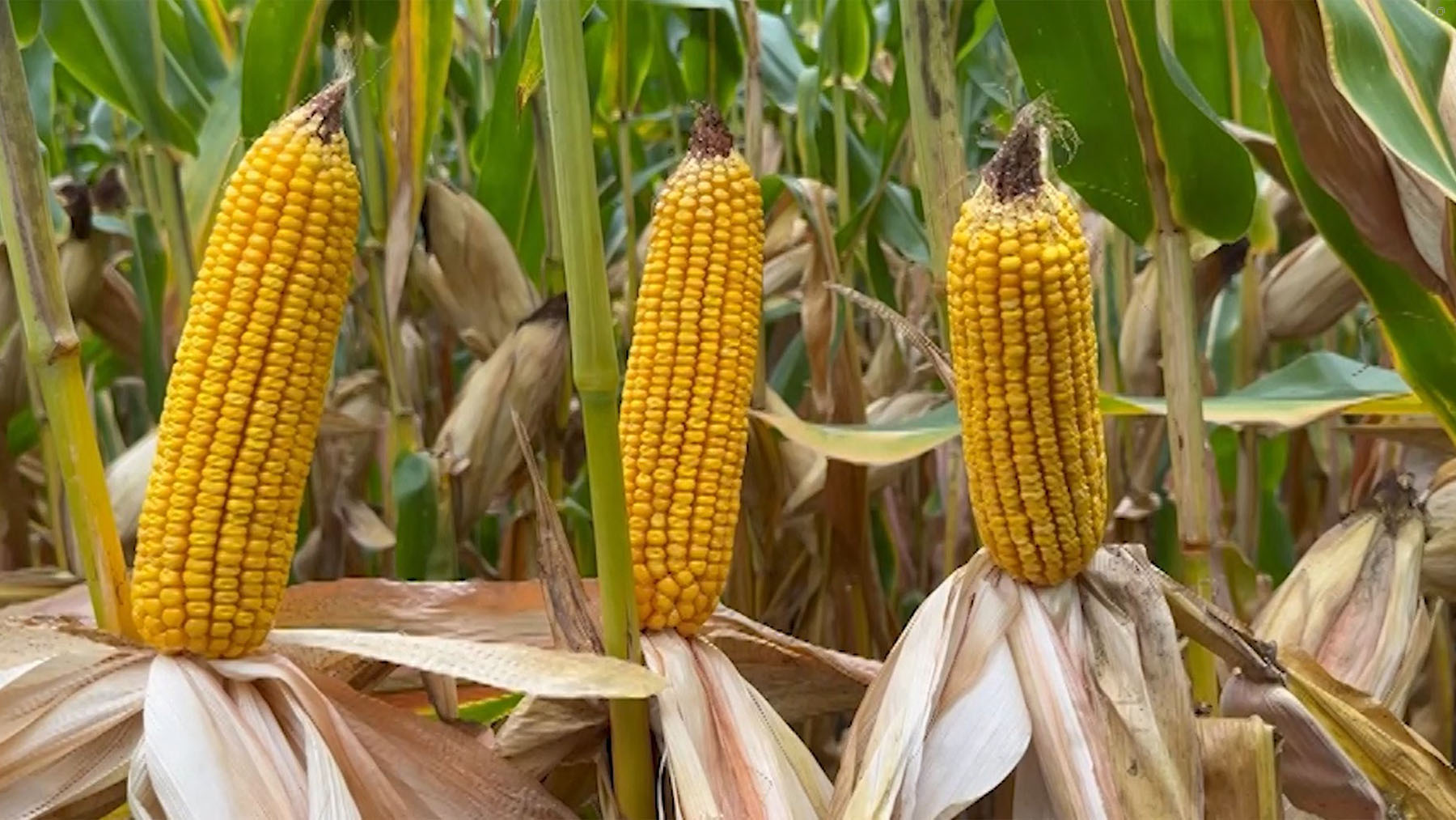 Hog Nutrition recent news | National Hog Farmer