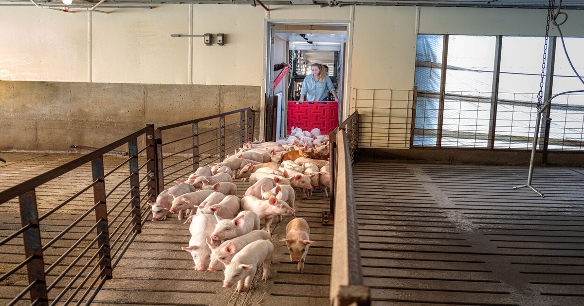 Sustainability in large-scale pig production