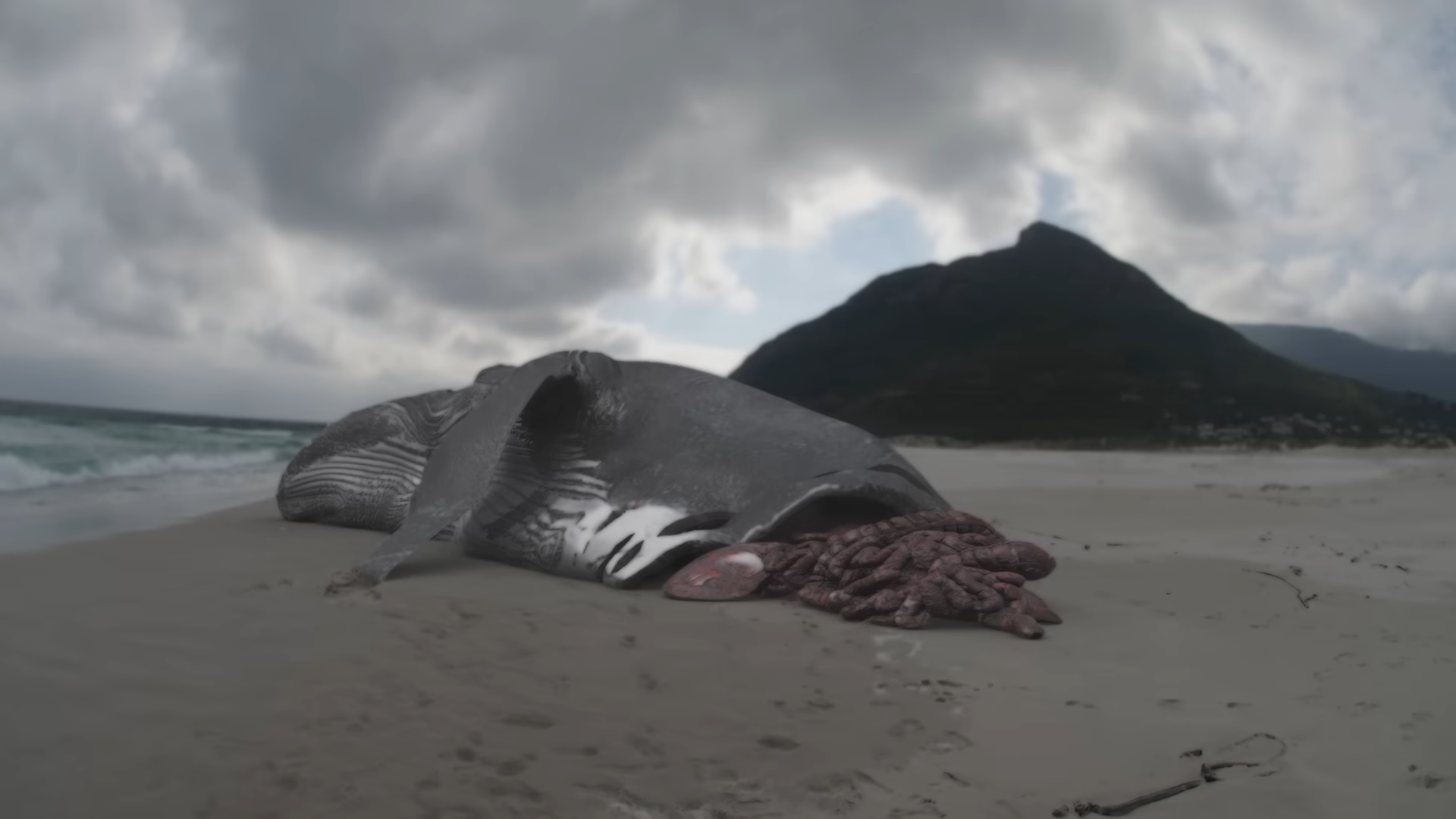 Megalodon Still Alive Proof The 1918 “megalodon Sighting”