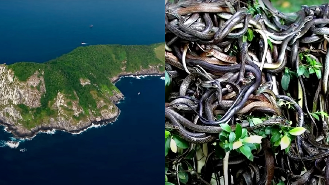 Snake Island Snakes Snake News: Australia's Own Snake Island, Where
