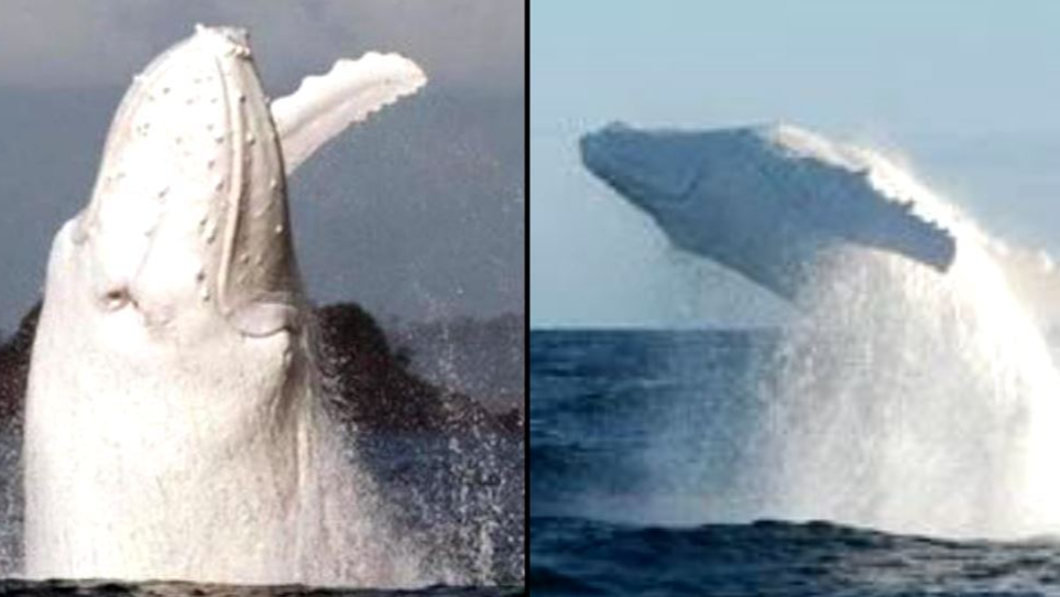 Fears Australia's Famous White Humpback Whale Migaloo Has Died ...