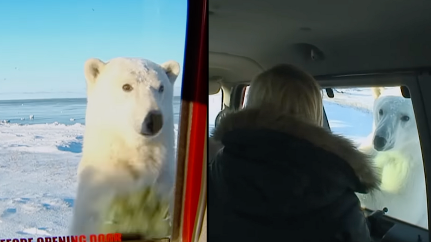 Woman comes face-to-face with starving polar bear in terrifying footage ...