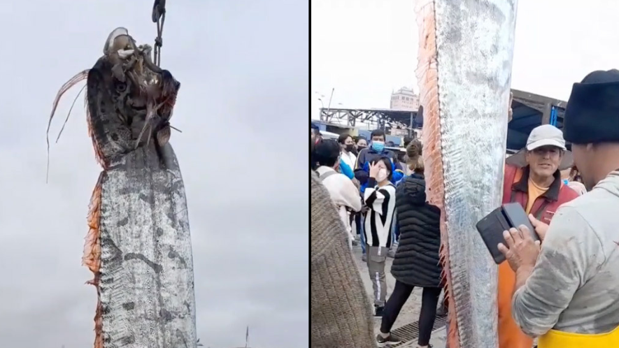 Fishermen Catch Terrifying Giant 16ft-Long Sea Creature Believed To Be ...