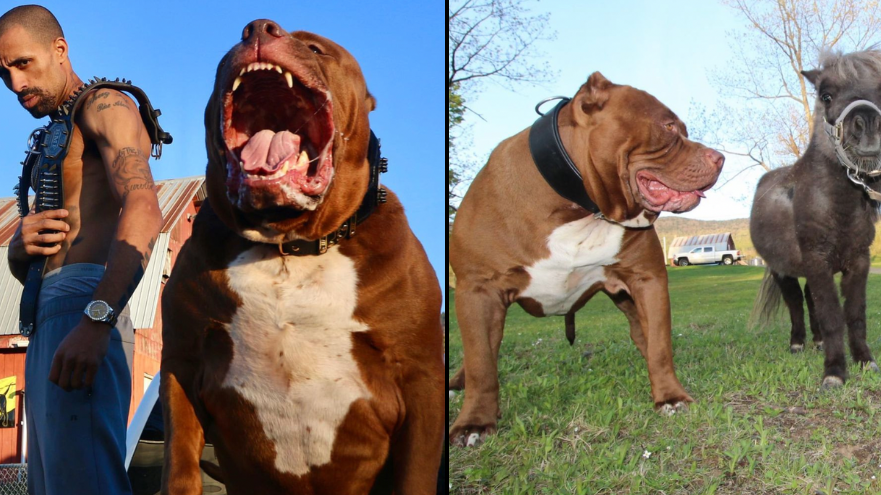 Worlds Strongest Pitbull
