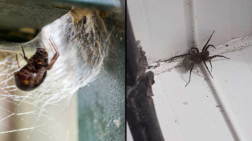 What Do Spiders Look Like When Theyre Pregnant