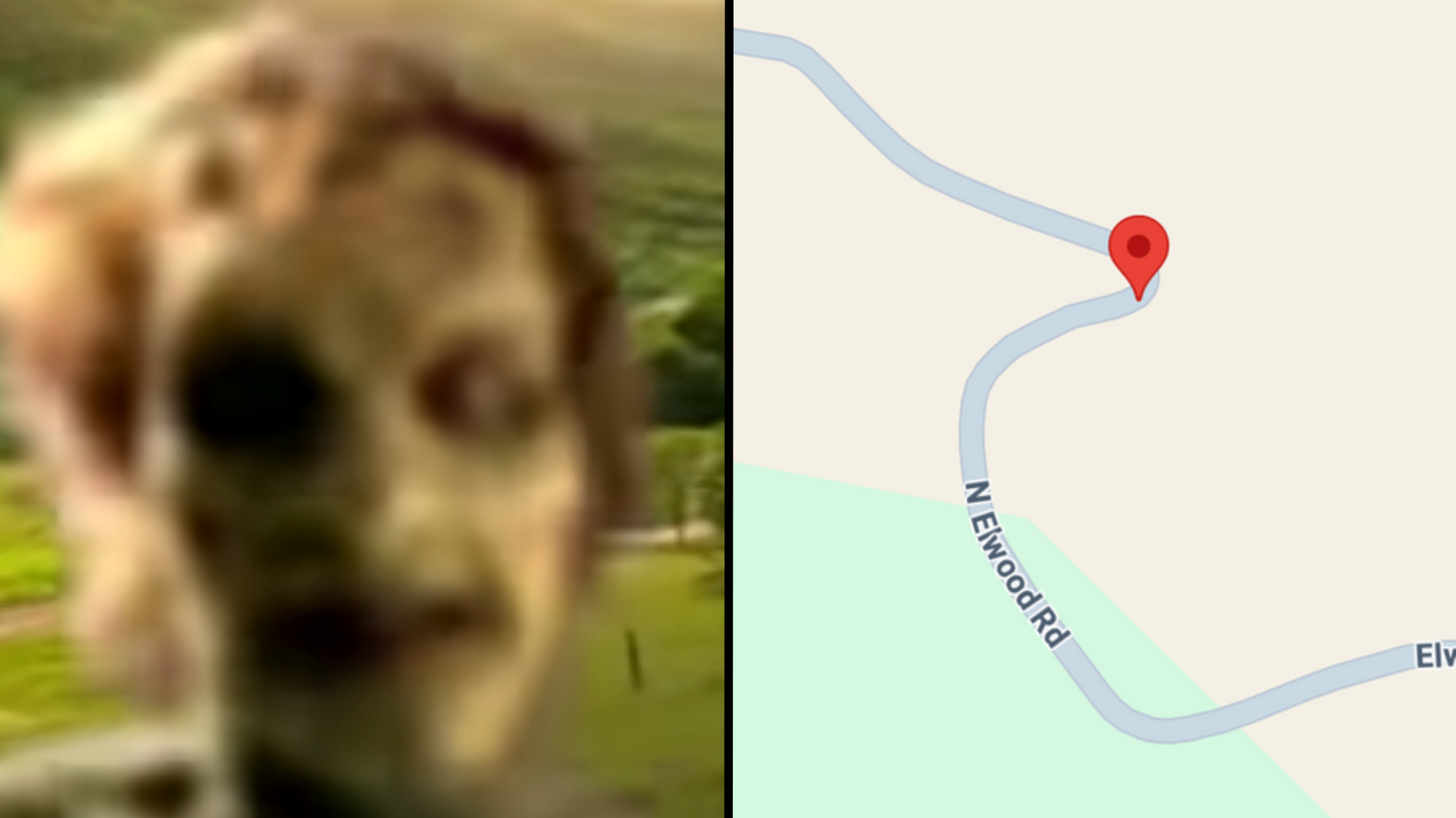 Scary Creature On Road