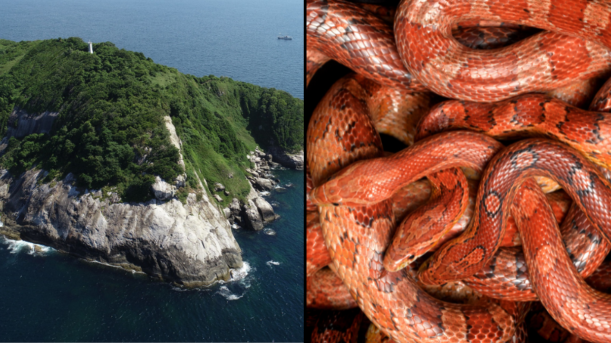 Snake Island Photos