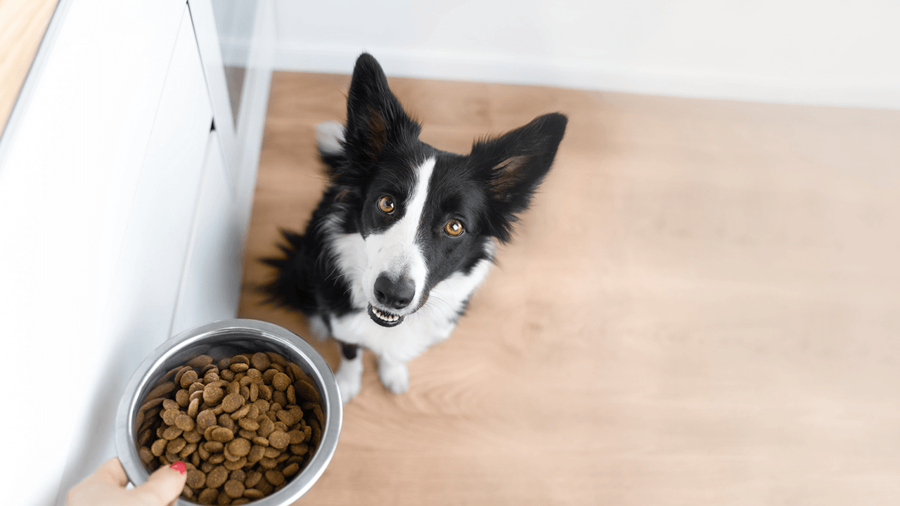 Studies show KSM-66 ashwagandha benefits pets