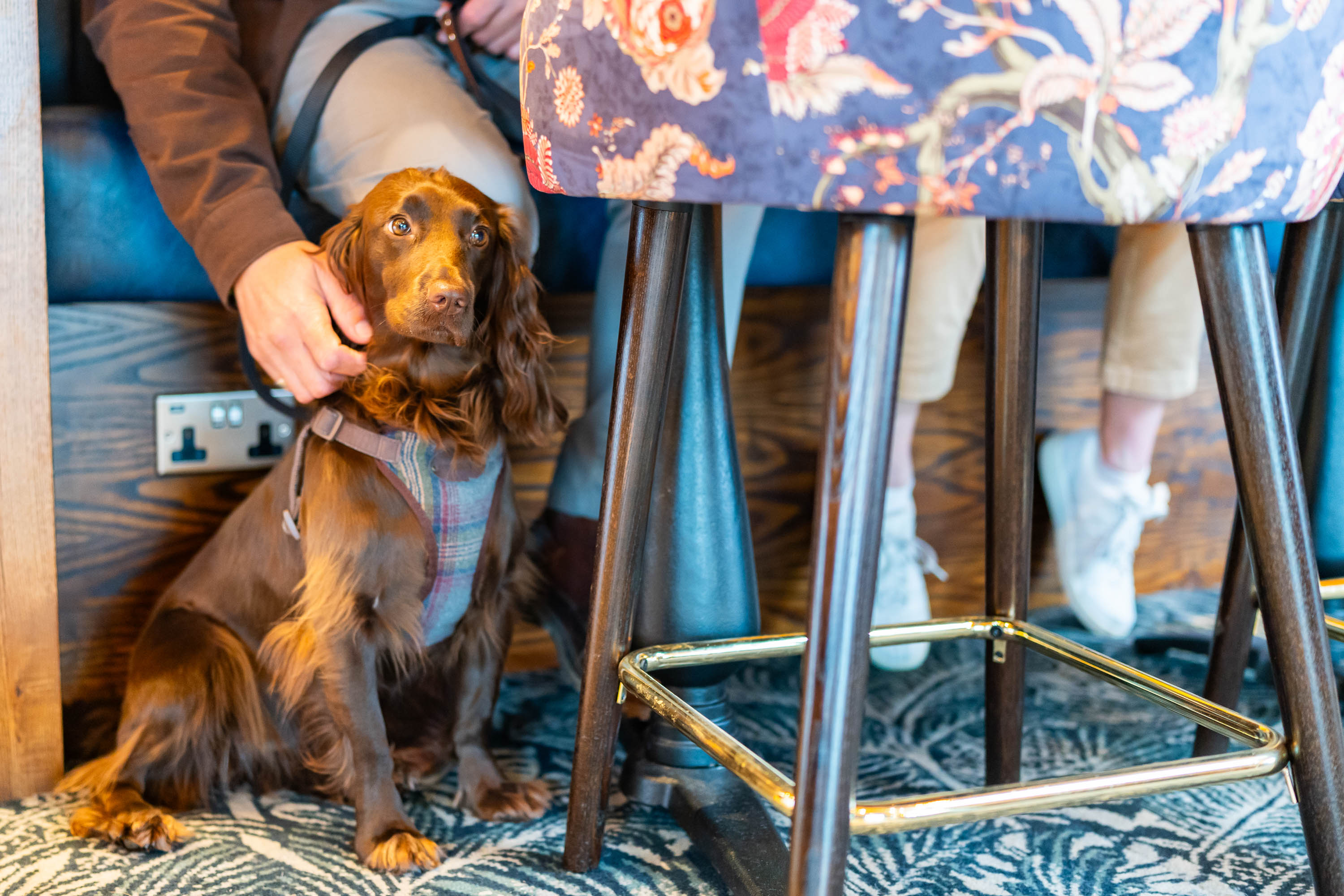 Dog-friendly caravan holidays | Park Holidays UK