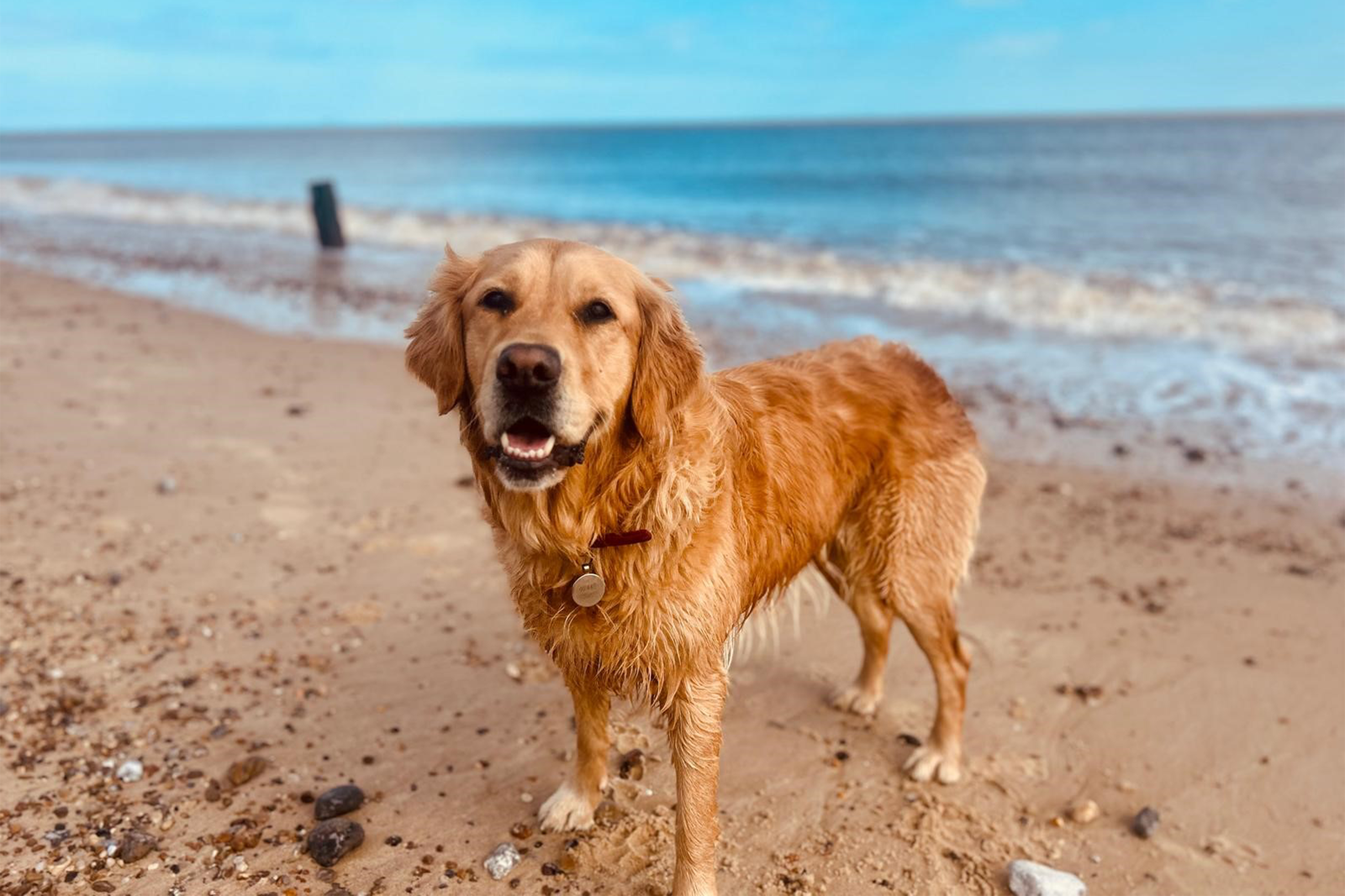 Dog-friendly caravan holidays | Park Holidays UK